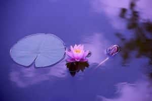 Seeing Purple During Meditation? Here's Why - Self Development Journey